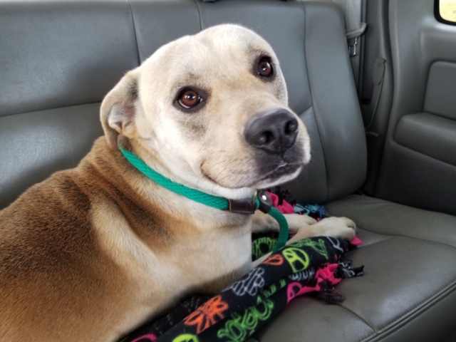 Toby's Story of Love and Redemption - Humane Society of the Naturecoast